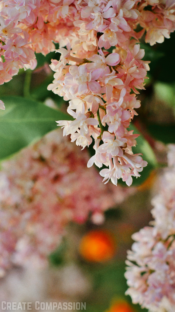 7 FREE Phone Wallpapers that are PERFECT for Spring and Summer – Create ...