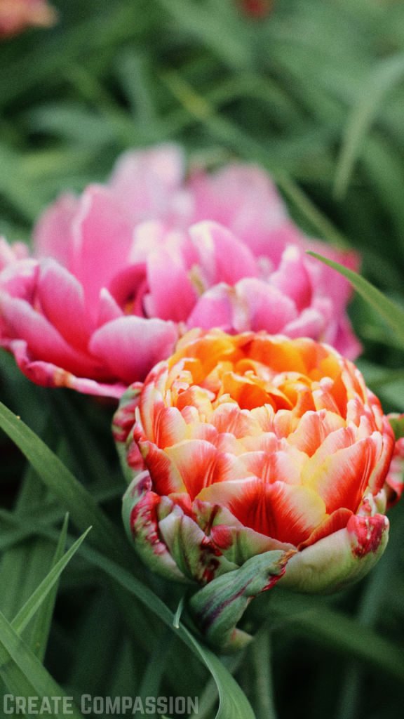 7 FREE Phone Wallpapers that are PERFECT for Spring and Summer – Create ...