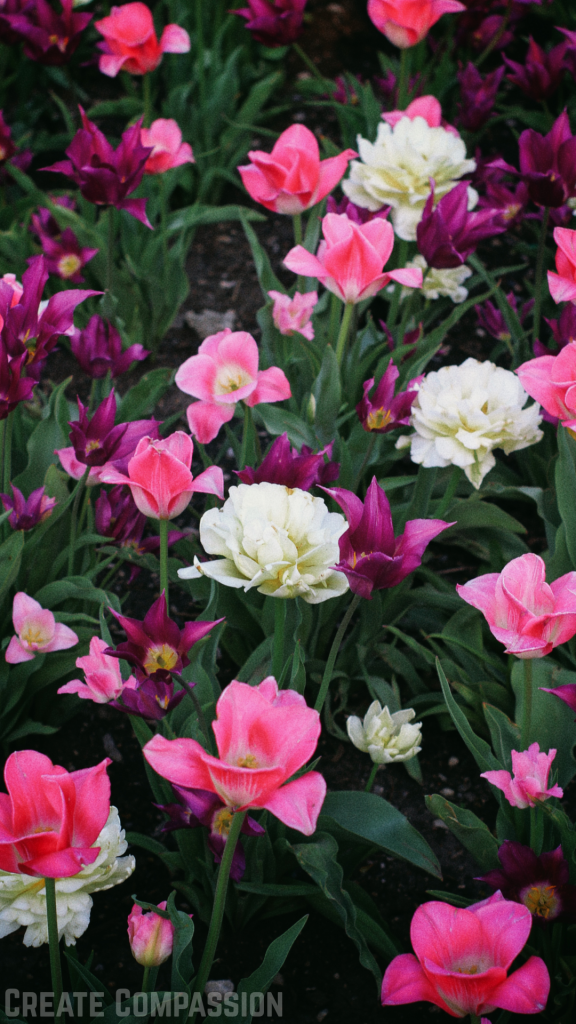 7 FREE Phone Wallpapers that are PERFECT for Spring and Summer – Create ...